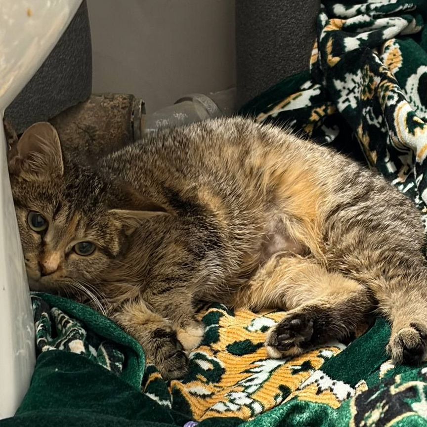 Взрослая, кошка в добрые руки