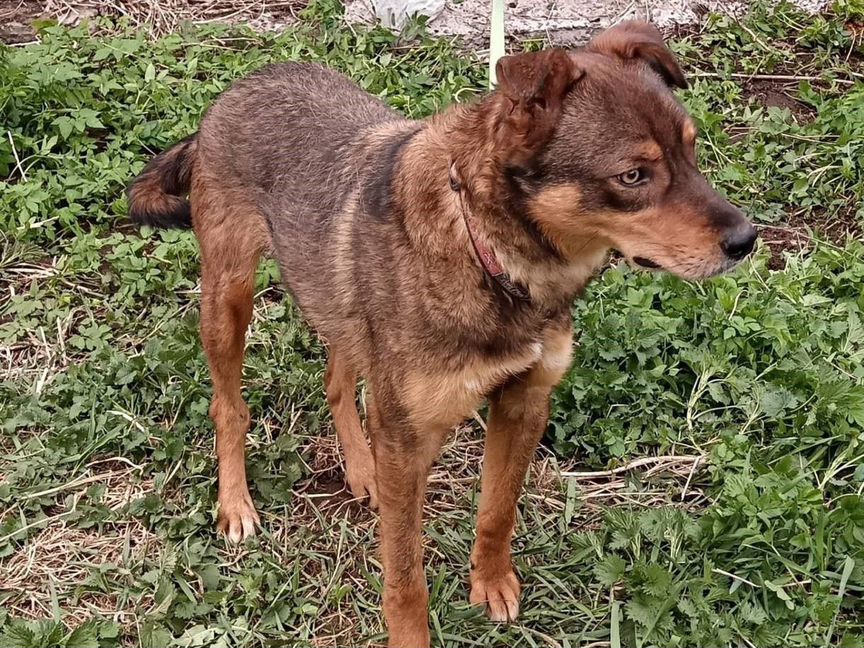 Красавчик Орех ищет семью (спасен из усыпалки)