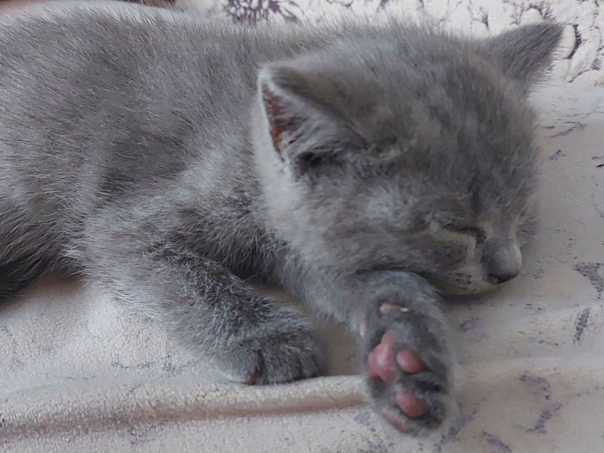 Британские котята