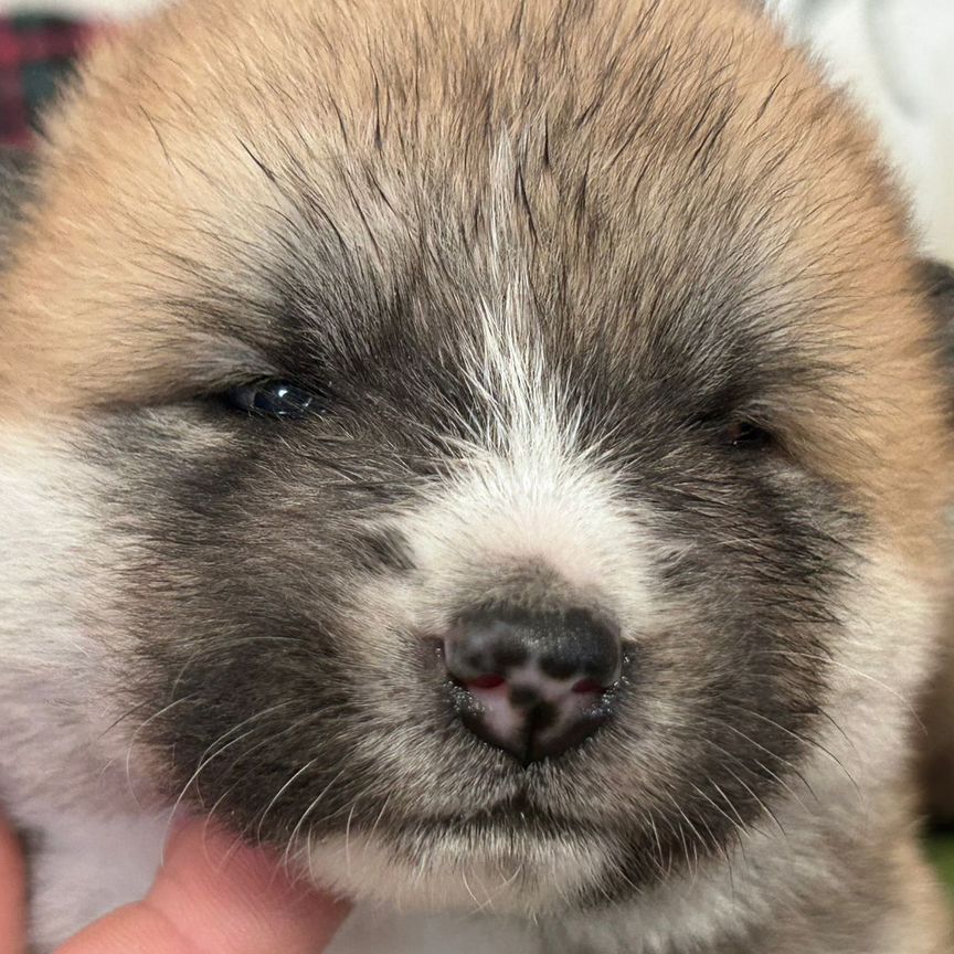 Домашние животные собаки щенки бесплатно