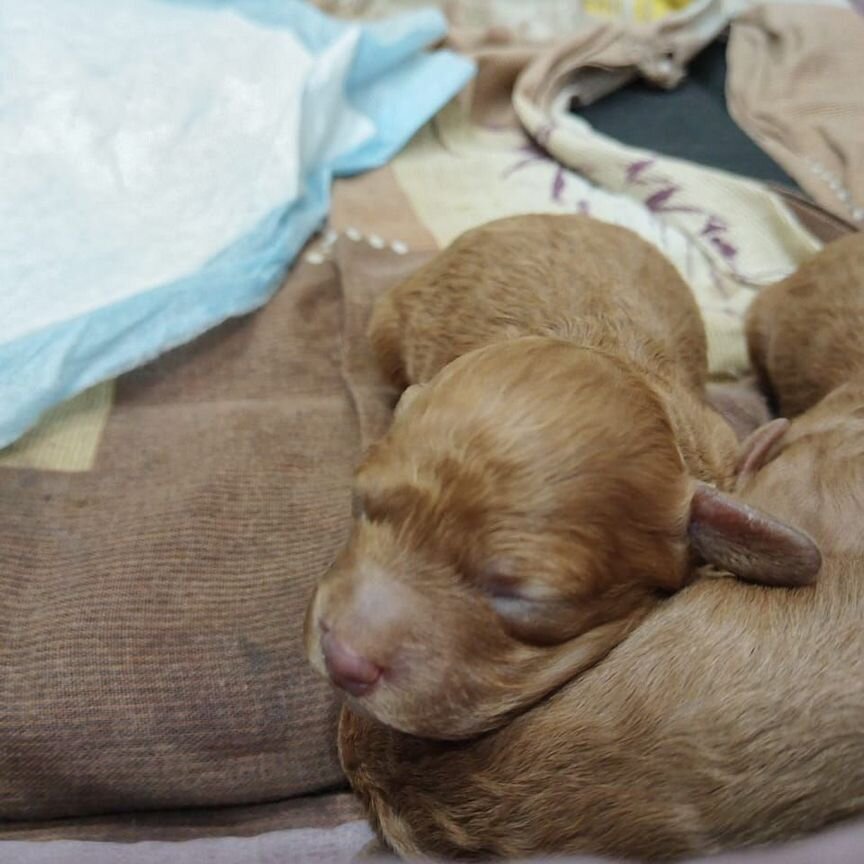 Той-пудель ред браун щенки