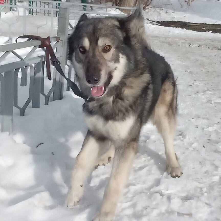 Аляскинский маламут, щенок