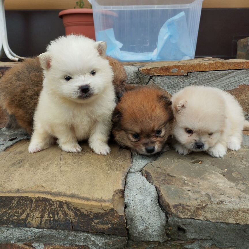 Померанский шпиц