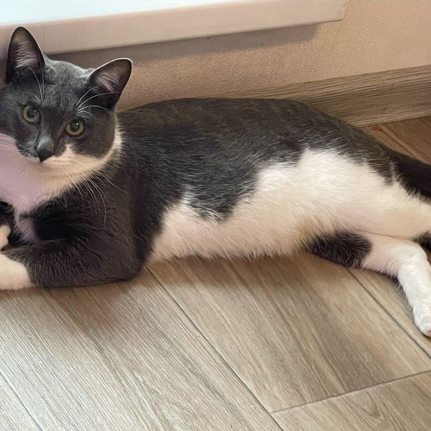 Отдам двух котиков в добрые руки :)