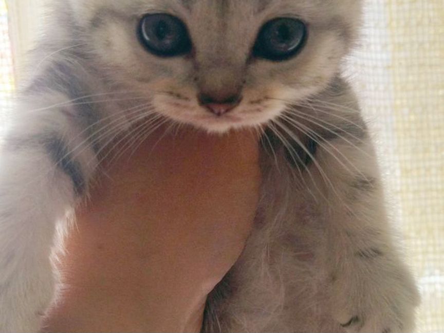Британские котята мрамор