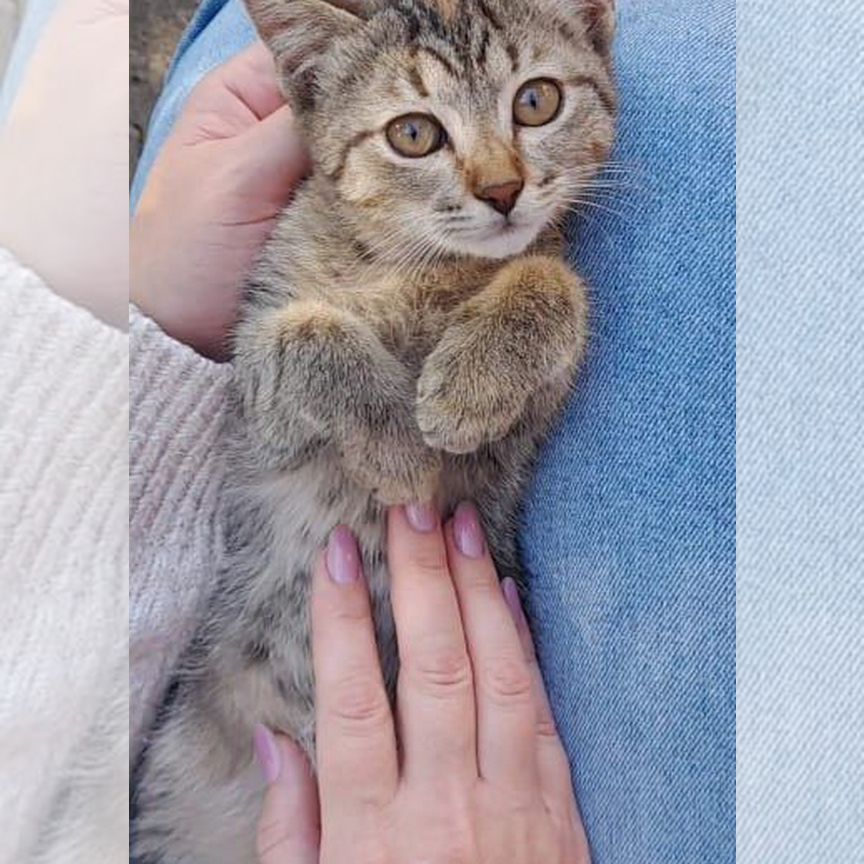 Котята в поисках заботливых хозяев