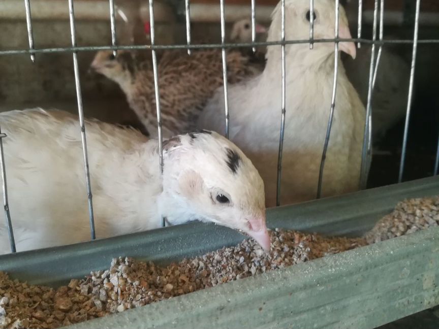 Перепела продажа