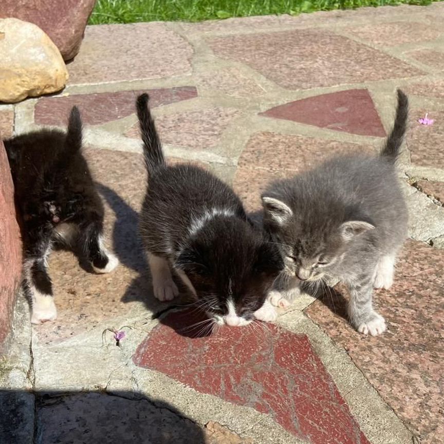 Котята