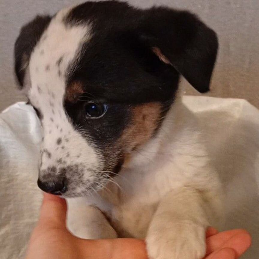 Его имя Преданность