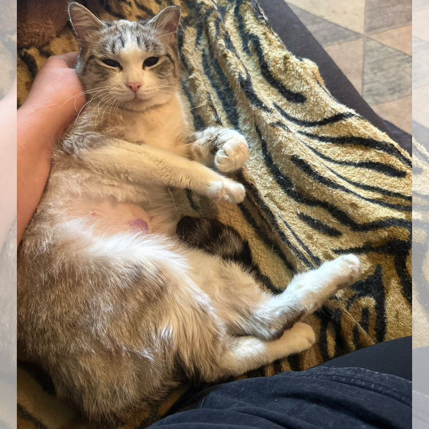 Взрослая, кошка в добрые руки