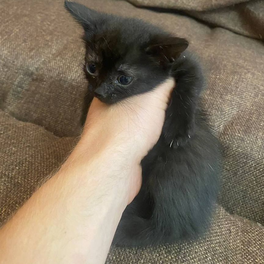 Котята от кошки крысоловки