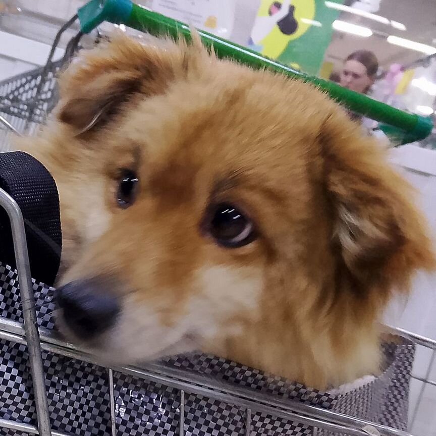 Взрослый пёс в добрые руки