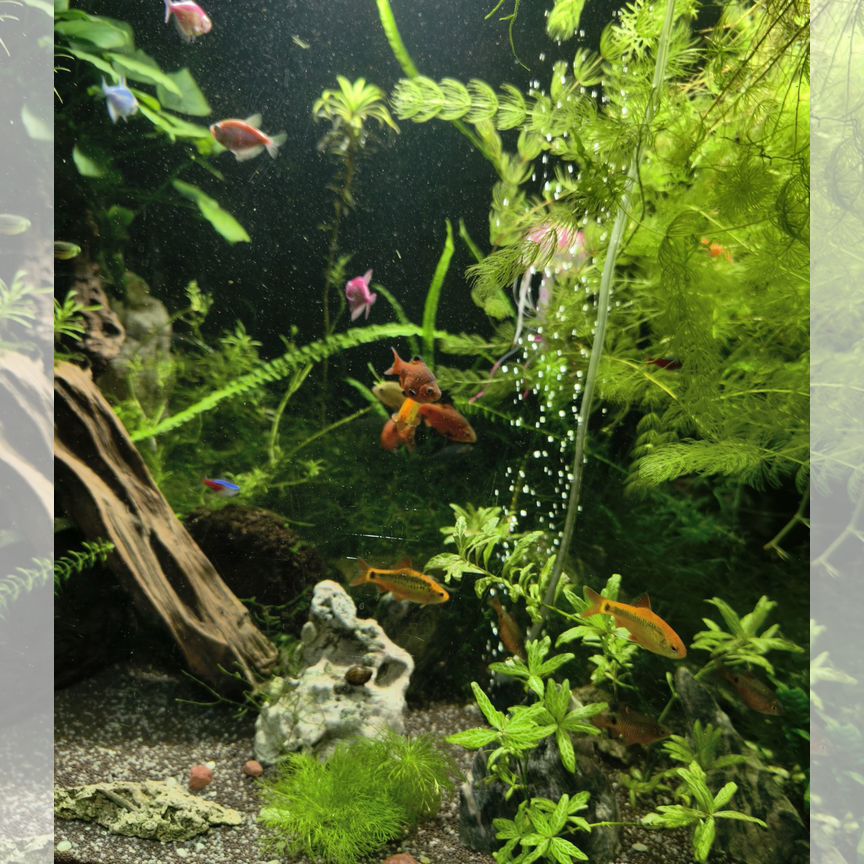 Аквариумные рыбки Барбусы