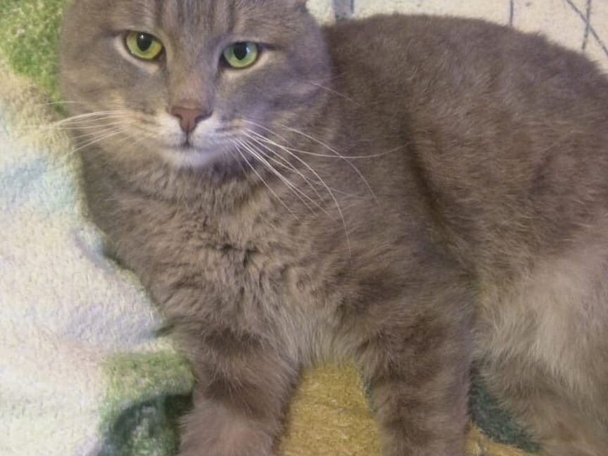 Котик ласкун