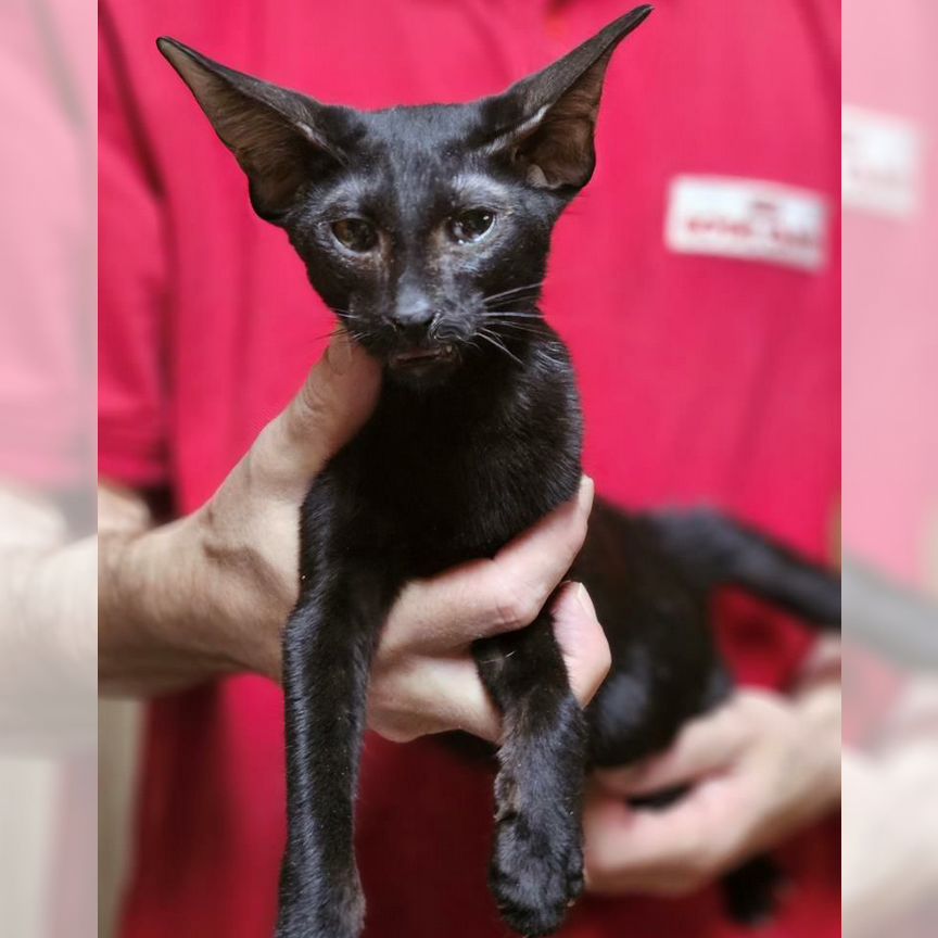 Ориентальный котёнок