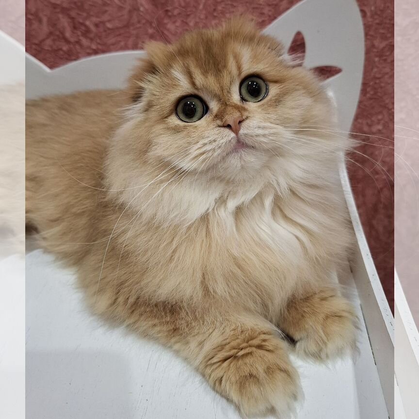 Шотландский вислоухий длинношёрстный котёнок