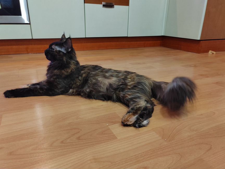 Кошкины дети