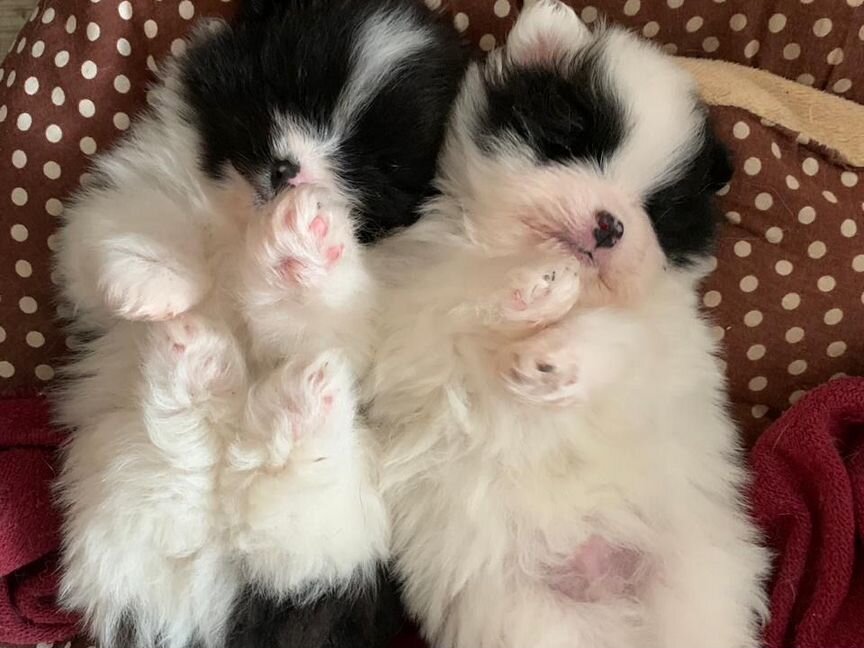 Шпицы-мини мальчишки