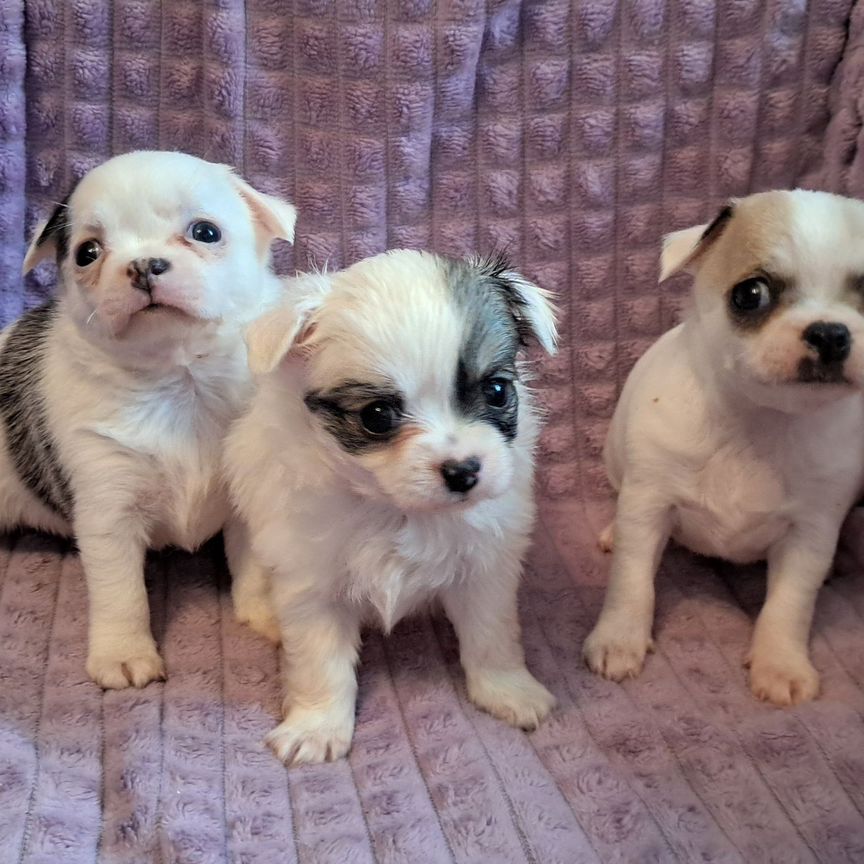 Чихуахуа, щенок