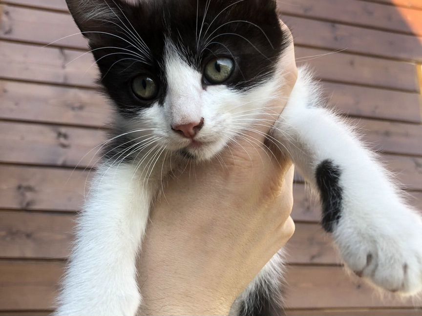 Милые котята