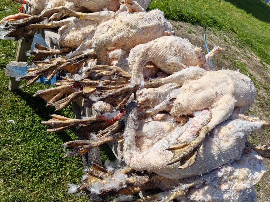 Продам мясо гусей и уток