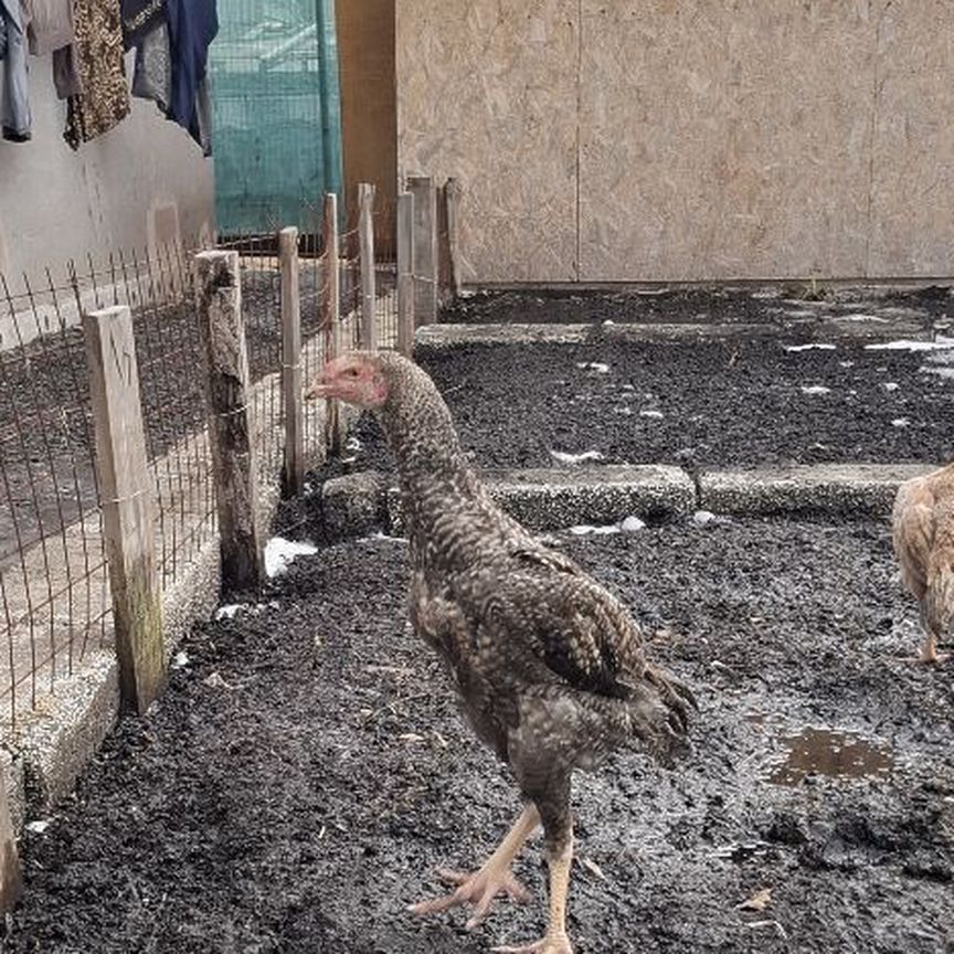 Бойцовые петухи о шамо