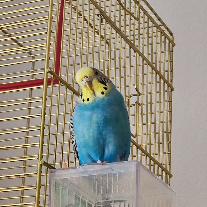 Бронь (Амелия) Волнистый попугай самка