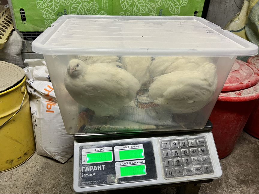 Перепела 30 дней, Техасский белый бройлерный