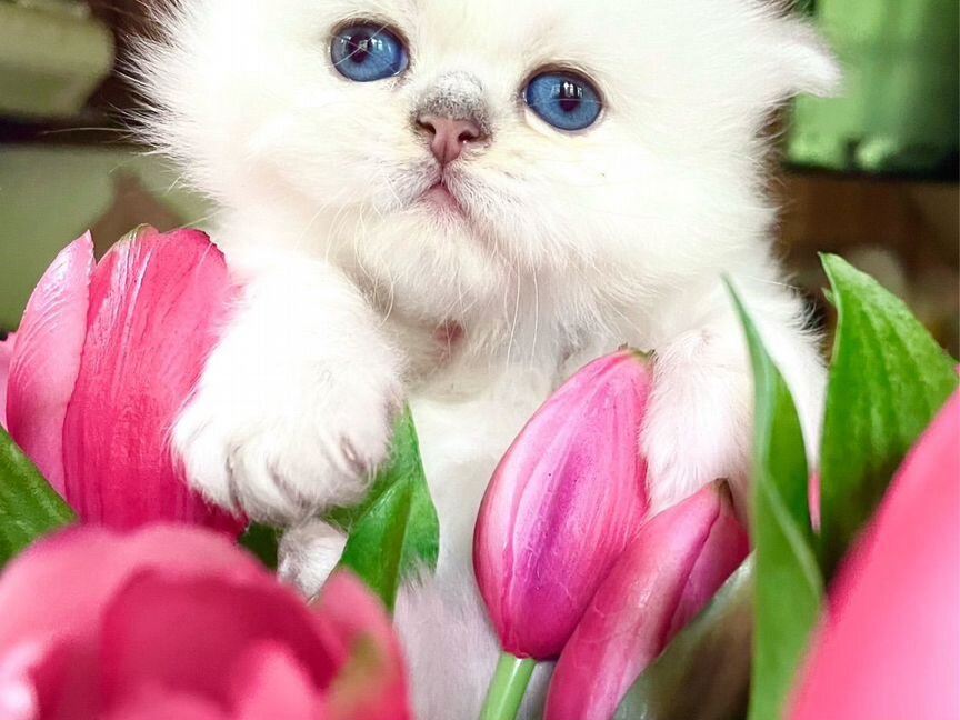 Изумительная девочка - пушистый ангелочек)