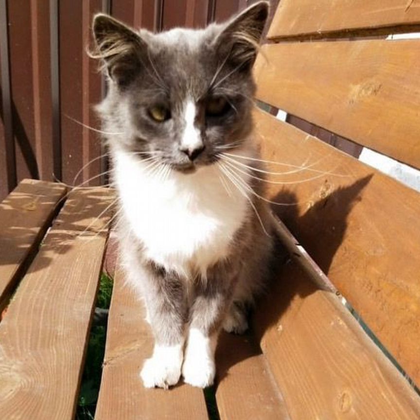 Сибирский котёнок