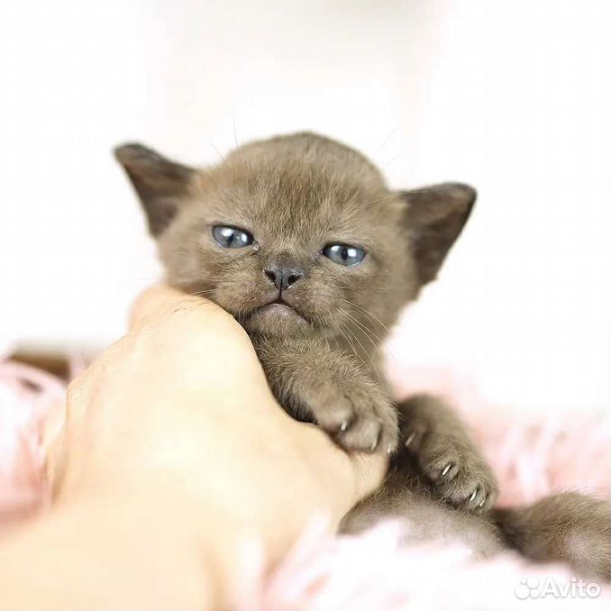 Соболиная бурма девочка