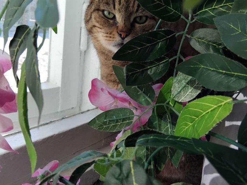 Кошечка 5 лет