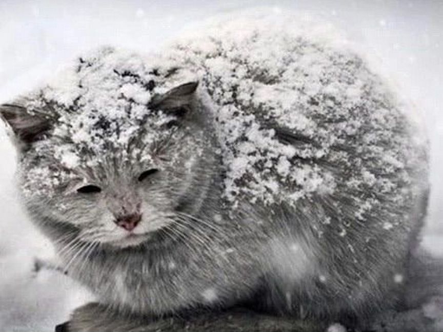 Котики зимние