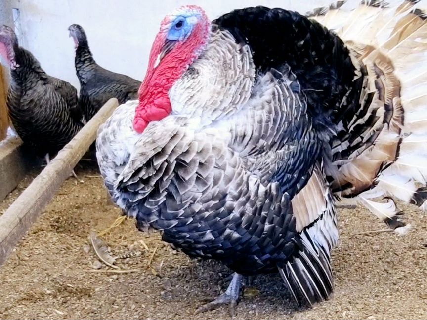 Семья индюков