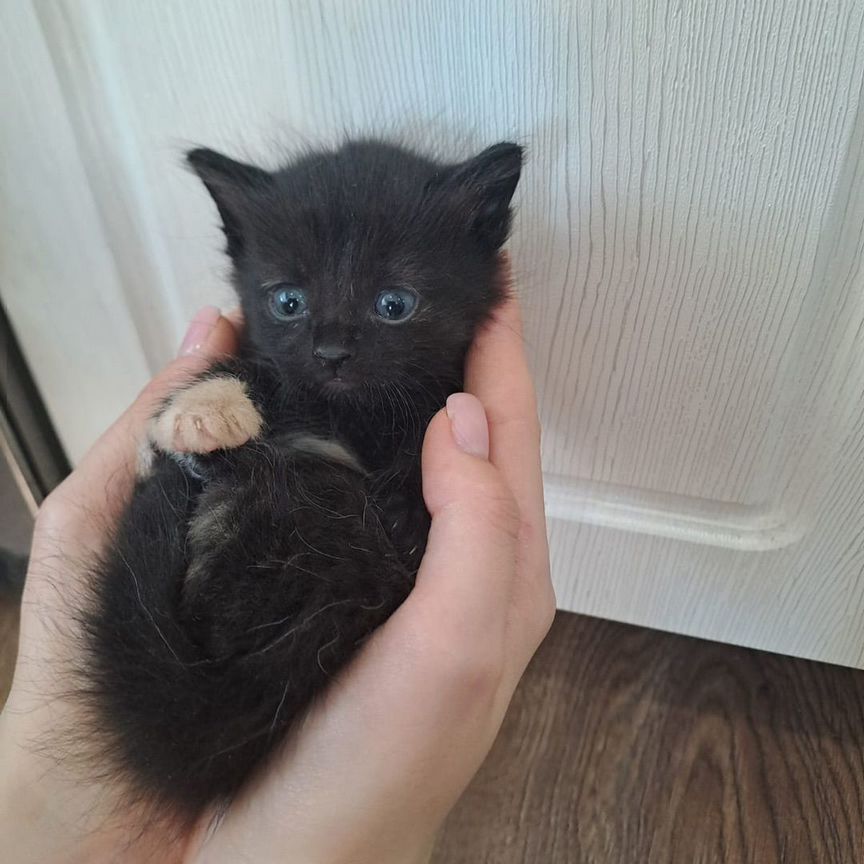 Котята
