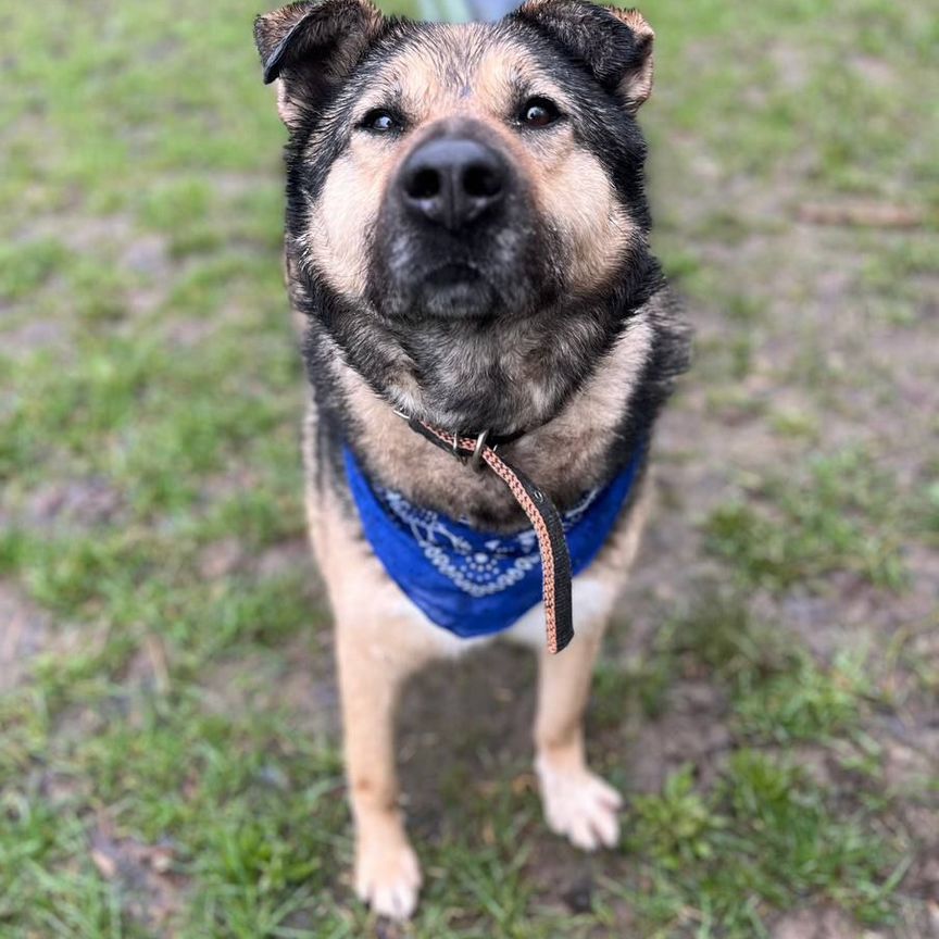 Взрослый пёс в добрые руки