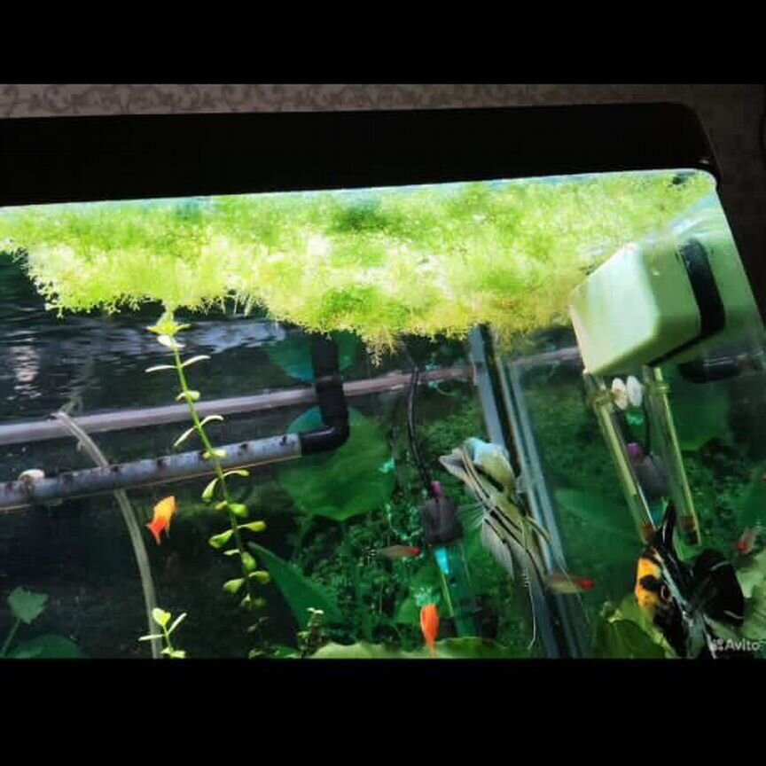 Аквариумная риччия