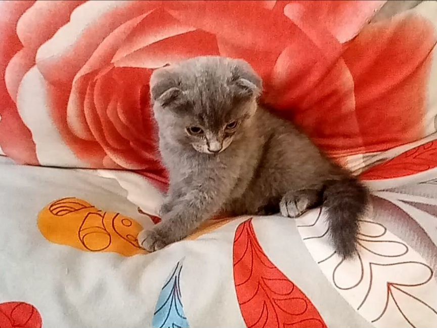 Серебристый мальчик 2 месяца