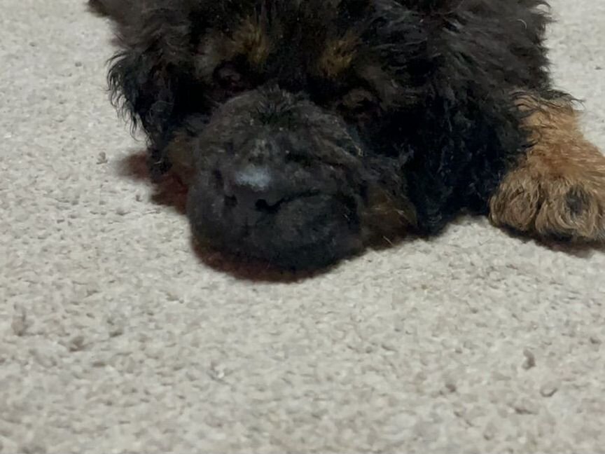 Тибетский мастиф щенки в добрые руки