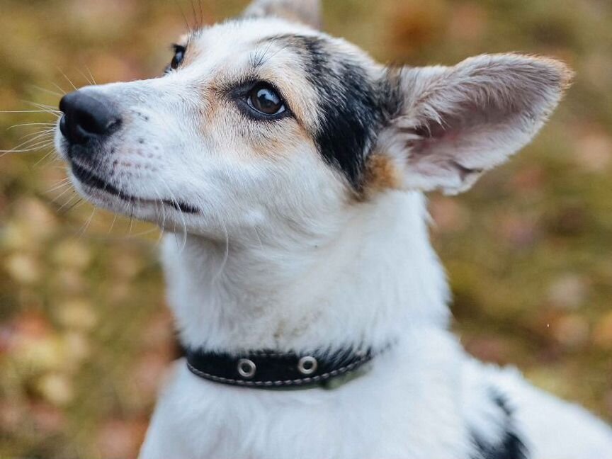 Щенок Мальта в добрые руки