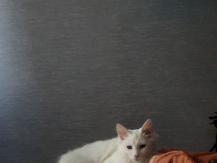 Помесь турецкой ангоры