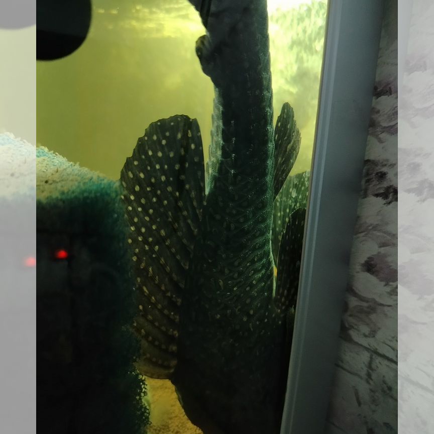 Сом птеригоплихт