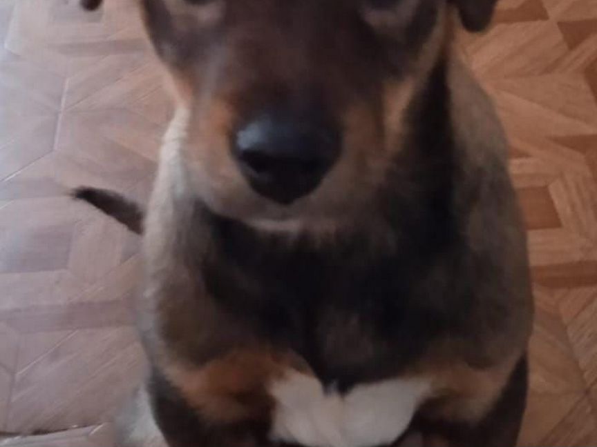 Щеночек Веста - маленький позитив - в дар