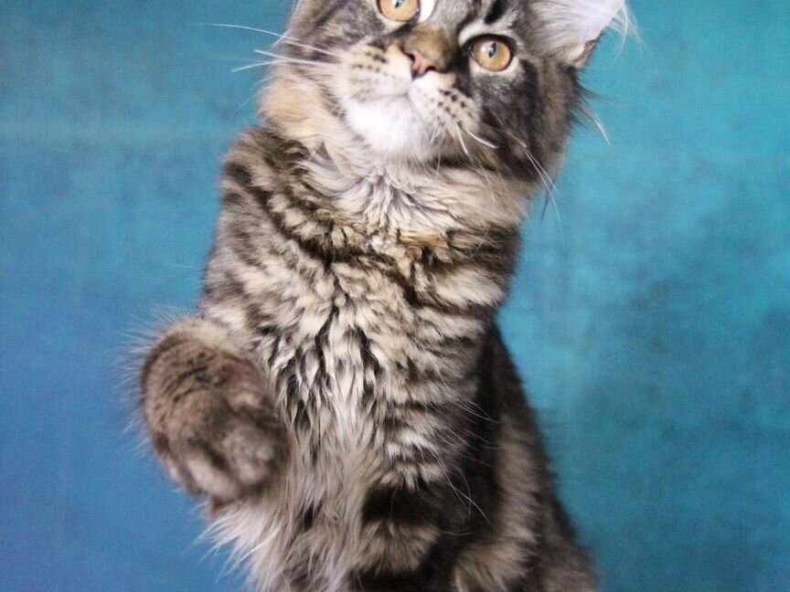 Кошечка