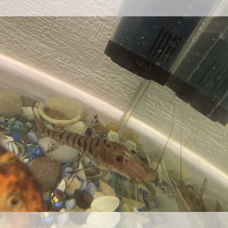 Продам псевдопластистома тигровая