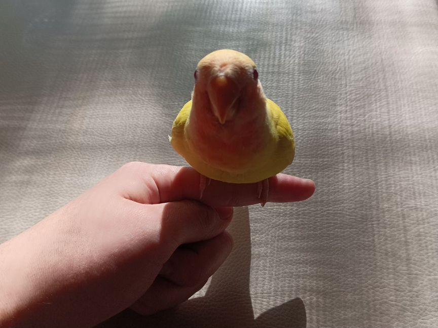 Ручной волнистый попугай