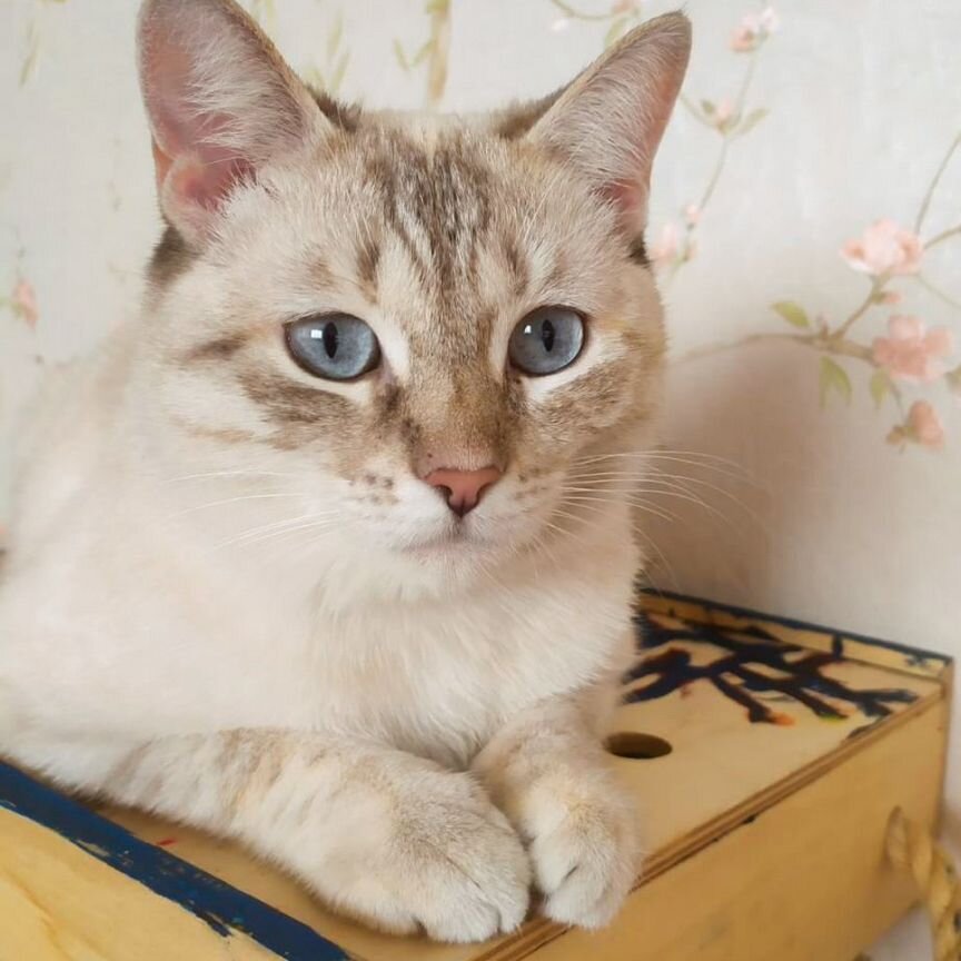 Молодая кошечка, 1 год, стерилизованная