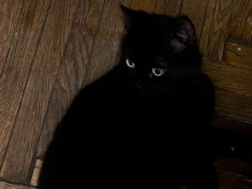 Черная домашняя кошка котенок