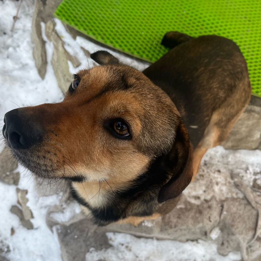 Взрослая собака в добрые руки