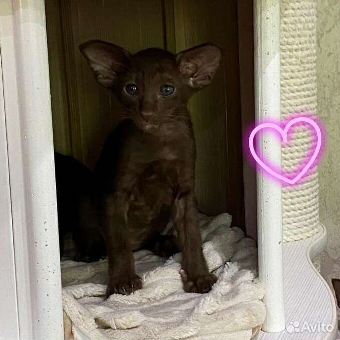 Ориентальные котята современный и экстрим